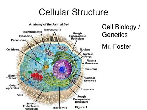 PPT Cellular Structure PowerPoint Presentation Free Download ID 559560