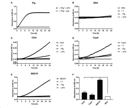 B Miyamotoi Cbia Bound Plasminogen Is Converted To Active Plasmin By Download Scientific