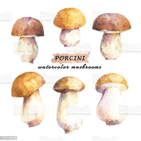 수채화 손으로 그린 그림 Porcini 버섯의 설정 포르치니 버섯에 대한 스톡 벡터 아트 및 기타 이미지 포르치니 버섯 가을 갈색 Istock