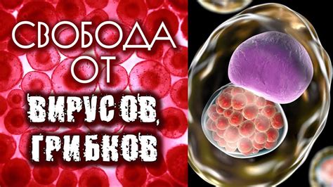 Лучшая ЗАЩИТА КРОВИ ОТ ВИРУСОВ ГРИБКОВ ПО ЖИЗНИ Youtube