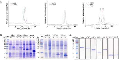 Recombinant Protein Expression Rapid Refolding And Purification A Download Scientific