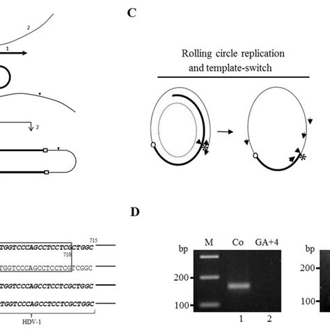 The Hdv Rna Structure Affects Hdv Rna Recombination Hdv Rod Like Download Scientific Diagram
