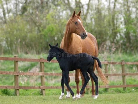 Mare And Foal Stock Image Image Of Mare Outdoor Countryside 111021905