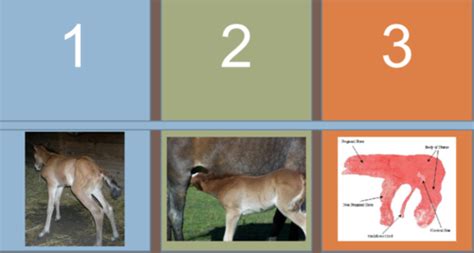 EQ II Final Flashcards Quizlet
