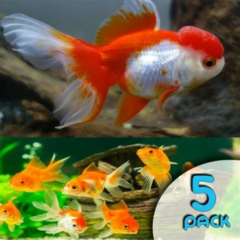Aquarium Central Goldfish Assorted Oranda Medium Carassius Auratus