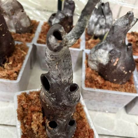 Hydrophytum Caminiferum For Sale Happyforeststore