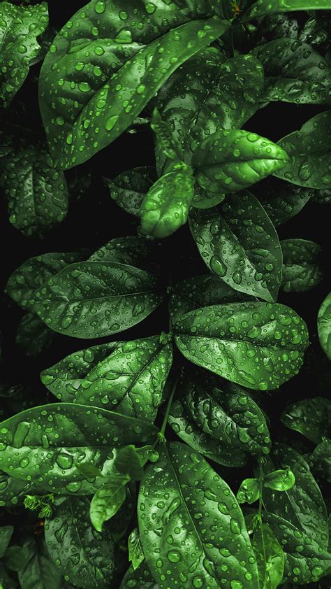 คลังภาพถ่ายฟรีของ กลางแจ้ง การตั้งค่าที่มืด การทำสวน คล้ายใบ ความสด ฉากหลังของพืช ฉากหลัง