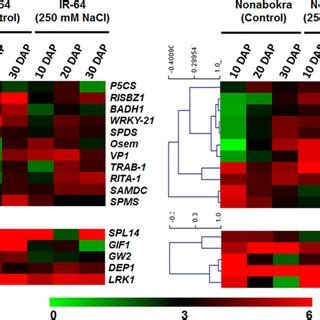 Heat Map And Hierarchical Cluster Displaying Differential Expression