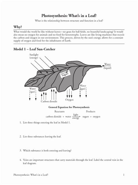 50 Photosynthesis Worksheet Answer Key Chessmuseum Template Library