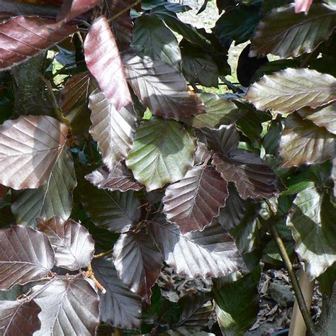 Fagus Sylvatica Purpurea Tree 12 Litre Pot Copper Beech