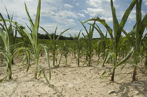 发育不良的玉米