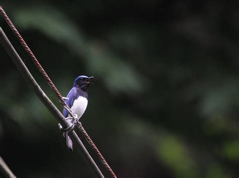 子育ても一段落したのか顔を出すように！ Weblog ちー3歩 Ⅱ