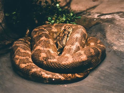 Red Carpet Python Southwest Carpet Python Reptile And Grow