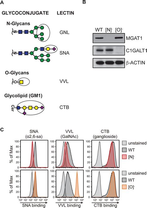 Fluorescein Labelled Vva Vector Laboratories Bioz