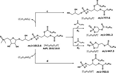 Scheme 2 Proposed Fragmentation Pathways A Download Scientific Diagram