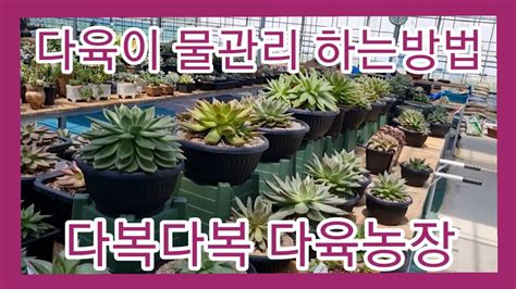 다복다복 다육농장 다육이 물관리 하는방법 금다육금다육전문금다육관리남사다육재테크물관리 Youtube