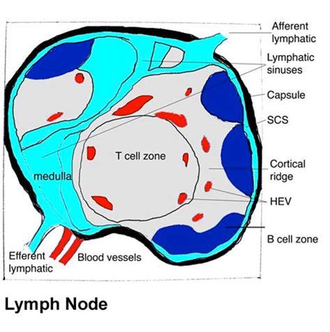 Lymph Node Development Embryology