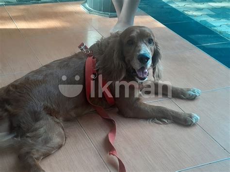 Cocker Spanials For Kind Home For Sale In Matale City Ikman