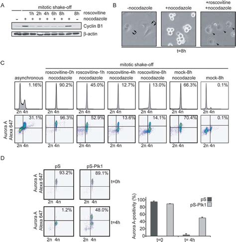 Aurora A Degradation During Synchronized Mitotic Exit A B C U2os Download Scientific Diagram