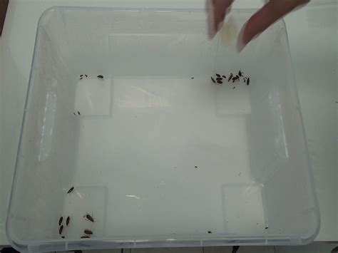 Ant Object Detection Dataset And Pre Trained Model By Guet