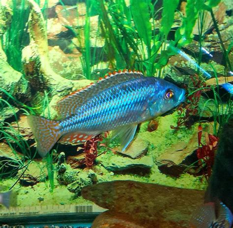 Chilotilapia Euchilus Blue Hook Aquatics