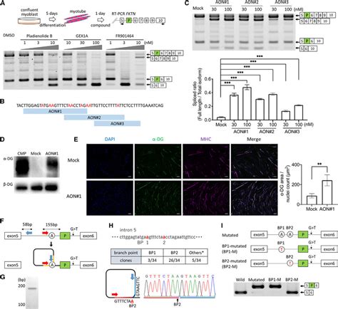 bp aon induced pseudo exon skipping of fktn mrna a rt pcr analysis