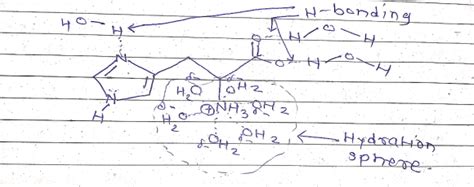 Draw The Structure Of Protonated Histidine And Indicate Draw And Name All Possible Non Bonding