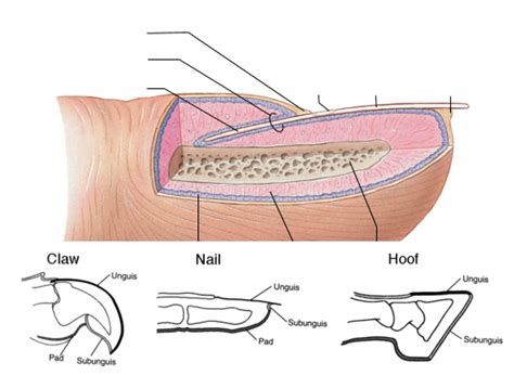 Lecture Integument Diagram Quizlet