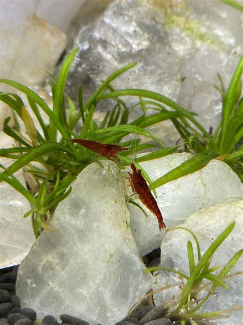 Fluval Flex 15 Gallon Stocking R Aquariums