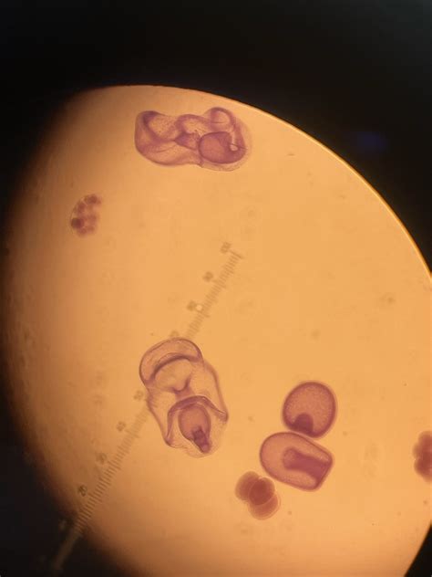 invert bio lab practical diagram quizlet