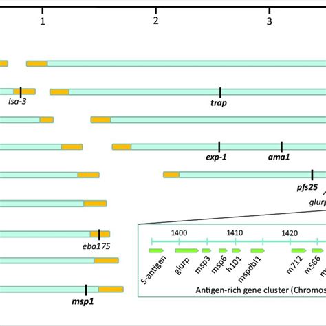 Haploid Plasmodium Falciparum Genome Containing 14 Chromosomes The Download Scientific Diagram