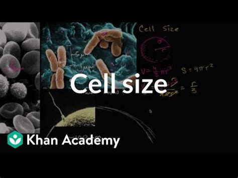 Cell Size Video Structure Of A Cell Khan Academy