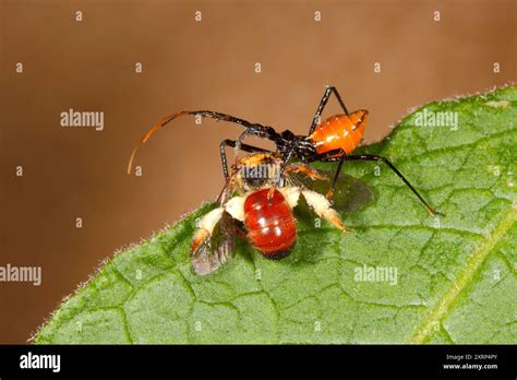 Common Assassin Bug Pristhesancus Plagipennis Instar Or Nymph With