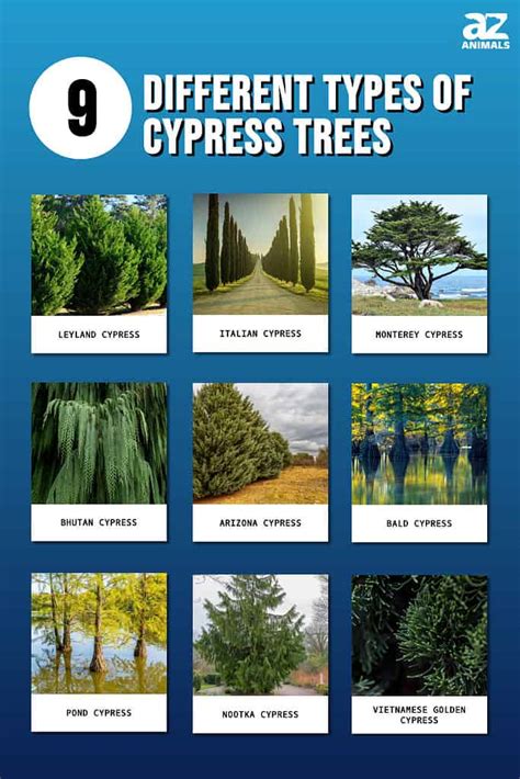 Blue Cypress Tree Types