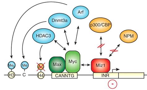 Model Of Myc Gene Repression Myc Binding To Miz 1 Leads To Decrease In Download Scientific