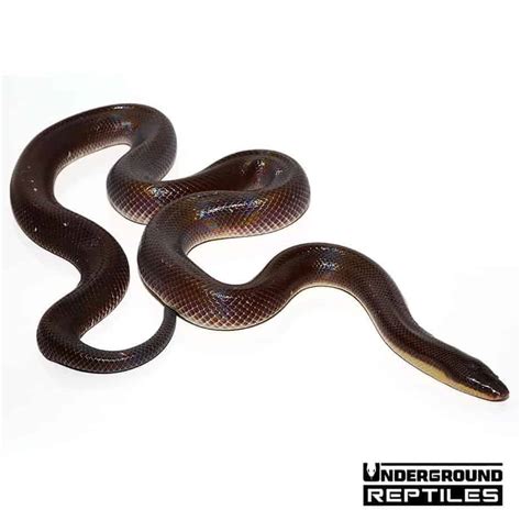 Mexican Burrowing Python Underground Reptiles