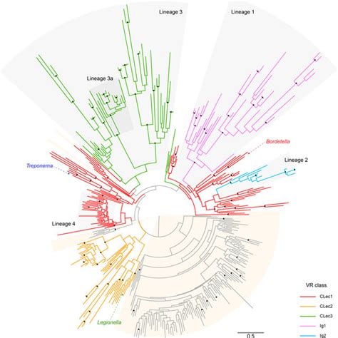 Phylogenetic Tree Of RTs And Major VR Classes An Unrooted Maximum Download Scientific Diagram