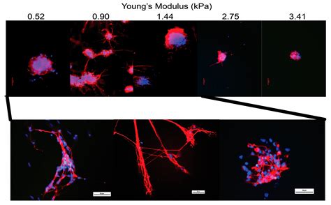 Gradient Material Strategies For Hydrogel Optimization In Tissue Engineering Applications