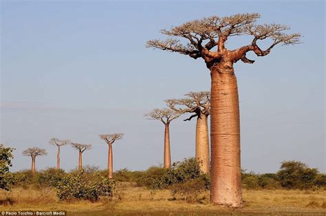 Madagascar El Lugar Con Un Sistema Ecológico Más Singular En El Mundo Cn 中国最