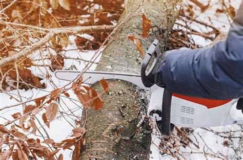 전기 톱을 들고 남자의 손에 겨울 숲에서 나무를 잘라냅니다 삼림 벌채입니다 나무를 수확 스 캐 폴딩 건설 기계류에 대한 스톡 사진 및 기타 이미지 Istock