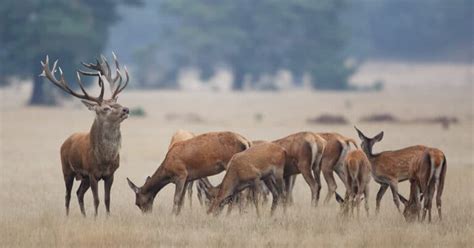 Deer Mating Habits How Deer Breed Mate World Deer