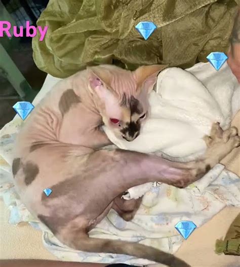 Ruby Sphynx Kitten 💎 Youtube