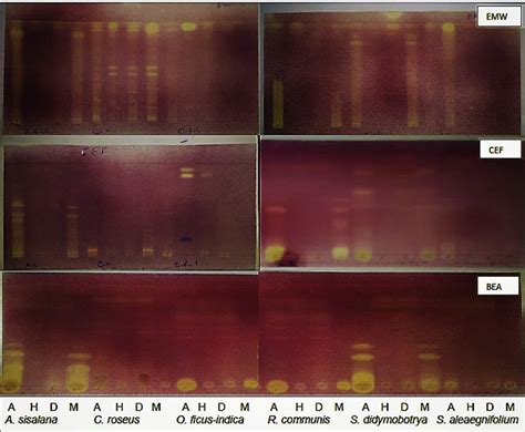 Thin Layer Chromatography Showing Antioxidant Activity Of Six Plants Download Scientific