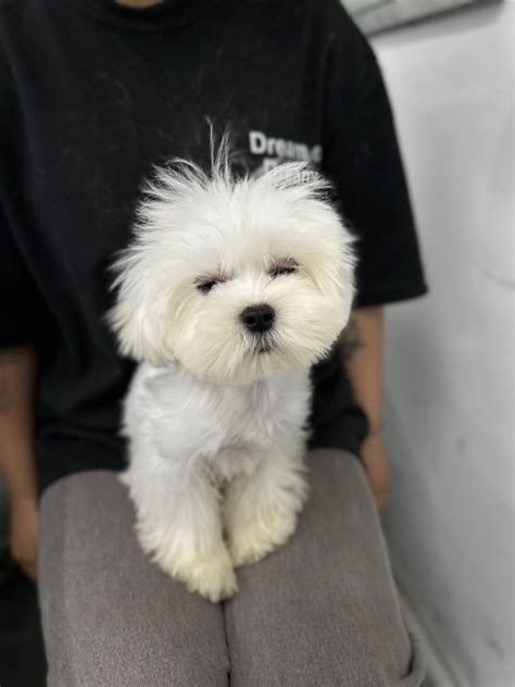 말티즈조미 강아지책임분양 강아지분양 고양이분양 컴투펫 시츄 셔틀랜드쉽독 말티푸 미니핀 치와와 요크셔테리어 포메라니안 말티즈 분양