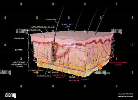 Illustration Of A Cross Section Of The Human Skin Layers Including The Epidermis Dermis And