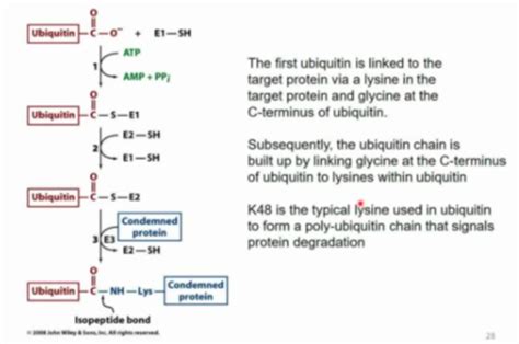 Regulation Of Transcription By Transcription Factor Modifications Flashcards Quizlet