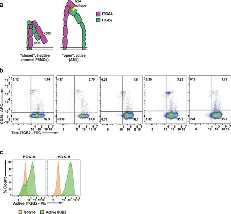 discerning active integrin β2 expression a cartoon diagram showing