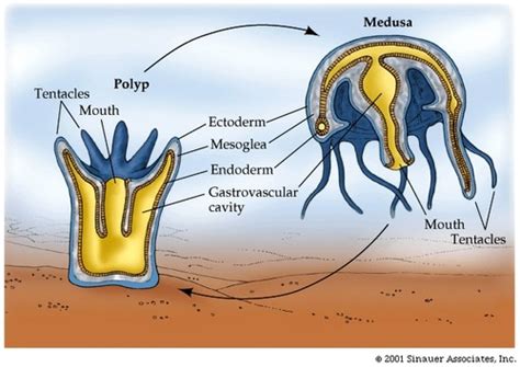 Cnidarians Flashcards Quizlet