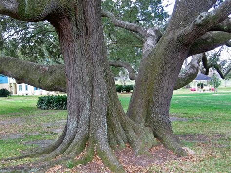 Trunks Of Double Oak Tree San Francisco Plantation Garyv Flickr