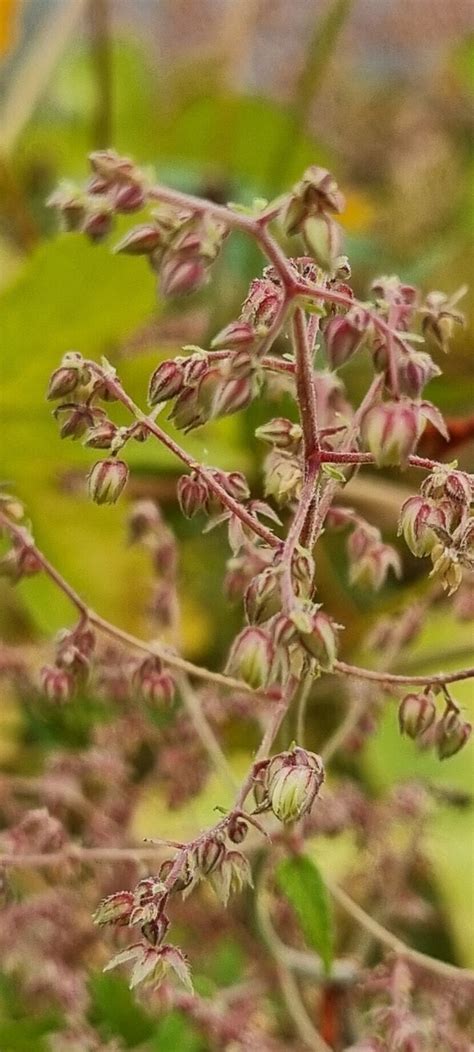환삼덩굴 자연풍경 캐시피드